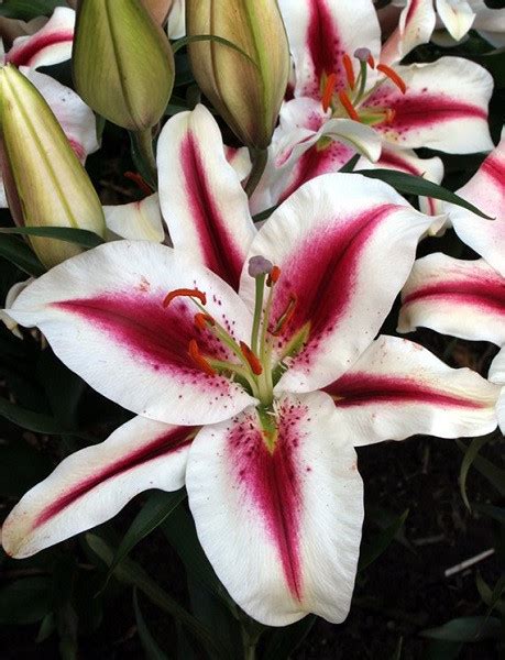 Лилия Хиачи (Lilium Hachi), 5шт, Color Line по цене 0 руб. Большой ...