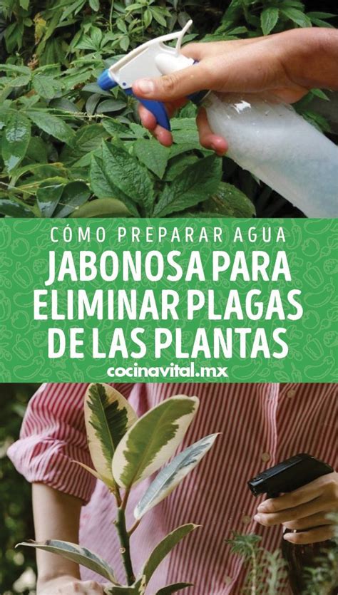 Cómo Preparar Agua Jabonosa Para Eliminar Plagas De Las Plantas
