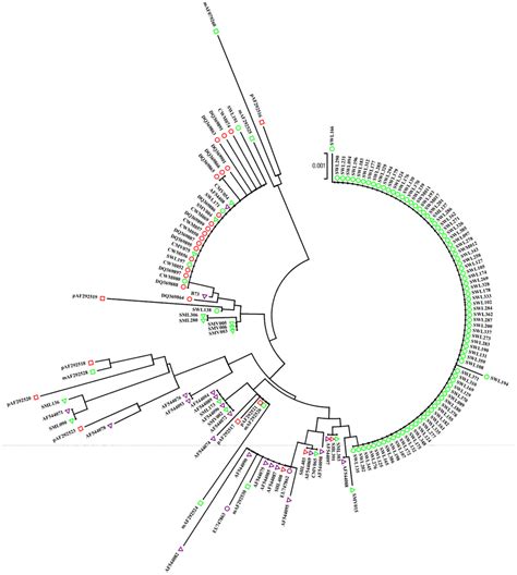 Phylogenetic Tree Of The Chinese Waxy Maize Accessions Based On Waxy Download Scientific