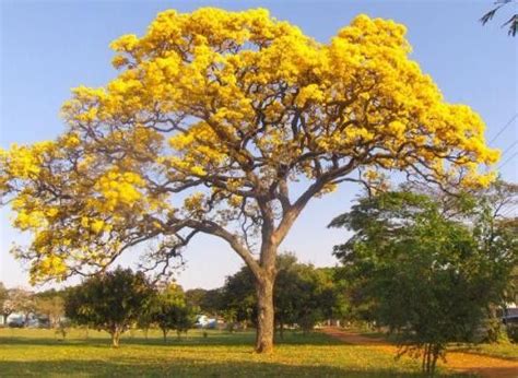 Bauhinia Variegata Pata De Vaca Artofit