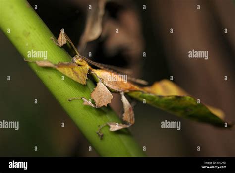 Javan Leaf Insect Leaf Insect Phyllium Bioculatum Phyllium
