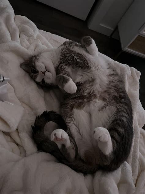 Bald Spot On Hind Legs Rcats
