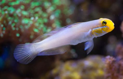 Golden Head Sleeper Goby Mdl Danbury Aquarium