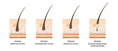 Ширхэг үс бидэнд юу хүүрнэдэг бол Библи And Шинжлэх ухаан