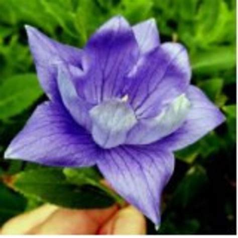 Blue Platycodon Double Balloon Flower Seeds Perennial 40 Etsy