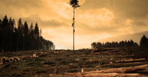 Deforestazione Amazzonia E Non Solo Europeangreendeallab It
