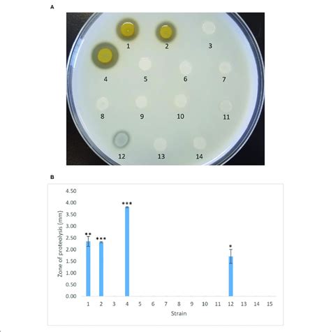 Protease Activity Exhibited By Pa23 And Derivative Strains A Download Scientific Diagram
