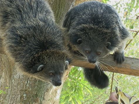 Palawan Binturong Wikipedia
