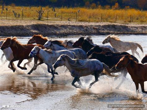 群马奔腾于河畔摄影图 家禽家畜 生物世界 摄影图库 昵图网