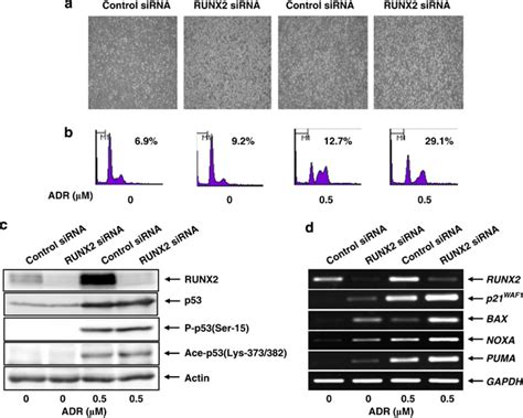 Knockdown Of Runx2 Enhances Adr Mediated Apoptosis U2os Cells Were Download Scientific Diagram