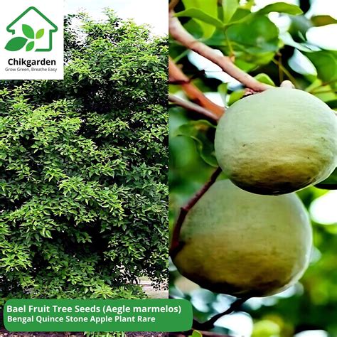 20 Bael Fruit Tree Seeds Rare Tropical Garden Aegle Marmelos Etsy