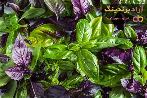قیمت خرید سبزی ریحان مقدس تست کیفیت آراد برندینگ