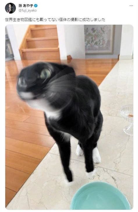 藤あや子の愛猫マル 衝撃的瞬間「猫ドリル」にネット「」「宇宙からきたやつ」芸能デイリースポーツ Online