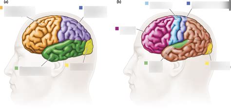Cerebral Cortex Diagram Diagram Quizlet