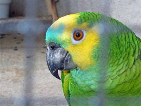 Oiseau Vert Et Jaune Puzzle Factory