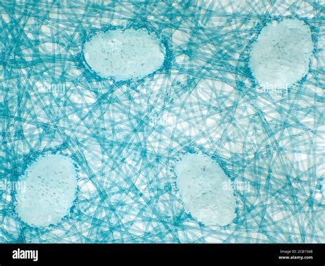 Outer Layer Of Disposable Protective Face Mask Under The Microscope