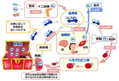 あなたは大丈夫？『隠れ貧血』② ～鉄の代謝～｜サプリメントのヘルシーパスブログ