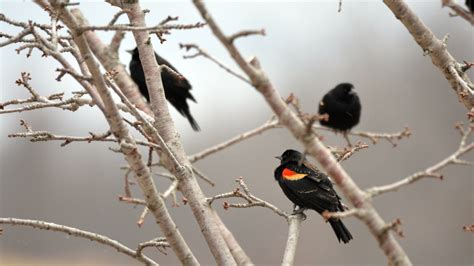 Australian Birds Wallpapers Wallpaper Cave