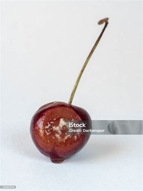 흰색 배경에 고립 된 썩은 체리 만료 된 과일 점토 버릇없는 음식 0명에 대한 스톡 사진 및 기타 이미지 0명 과일