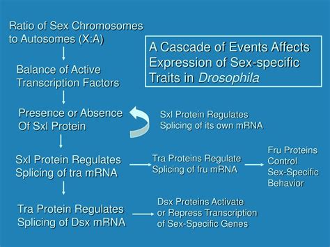 Ppt Developmental Genetics Powerpoint Presentation Free Download