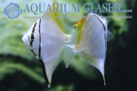 Monodactylus Argenteus Aquarium Glaser Gmbh