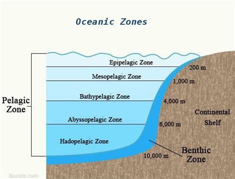 Understanding The Differences Between Benthic And Pelagic Zones