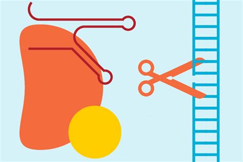 How Crispr Technology Is Advancing — Harvard Gazette