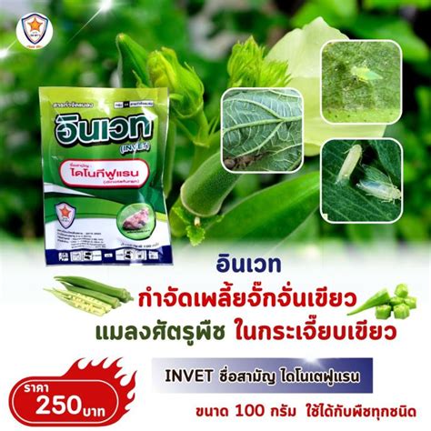 ฉีดพ่น Invet ป้องกันและกำจัดเพลี้ยจักจั่นเขียว และเร่งฟื้นฟูจากการเข้า