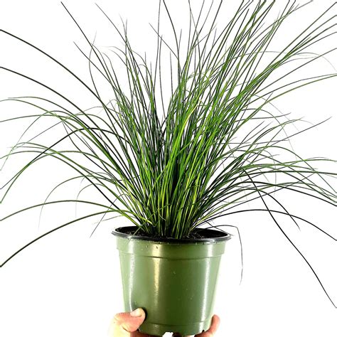 Juncus Effusus Blue Dart Sarahcotta Plants