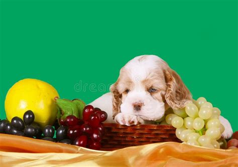 Trauriger Welpe Der In Einem Korb Der Frucht Liegt Hund Mit Den