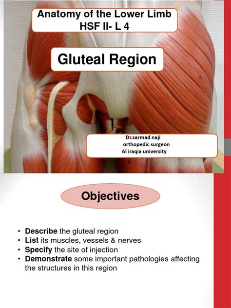 Gluteal Region Anatomy Pdf Pelvis Human Leg