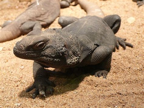 Chuckwalla Care Guide Diet Habitat And Handling Tips For Lizard Lovers