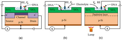 Schematic Illustration Of The Nanosized Bio Chemical Sensor Structures Download Scientific