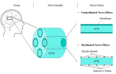 Sketch Of The Nerve Bundle Geometry The Bundle Is Made Of Four