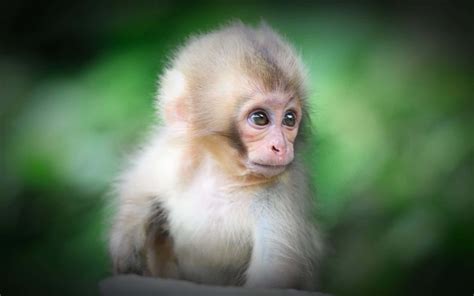 Monkey Pictures Wallpapers Com