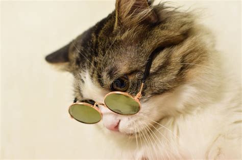 Funny Domestic Fluffy Cat In Glasses Looks Down With Displeasure Stock