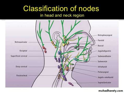 Lymph Nodes Pptx داحمد اورخان Muhadharaty