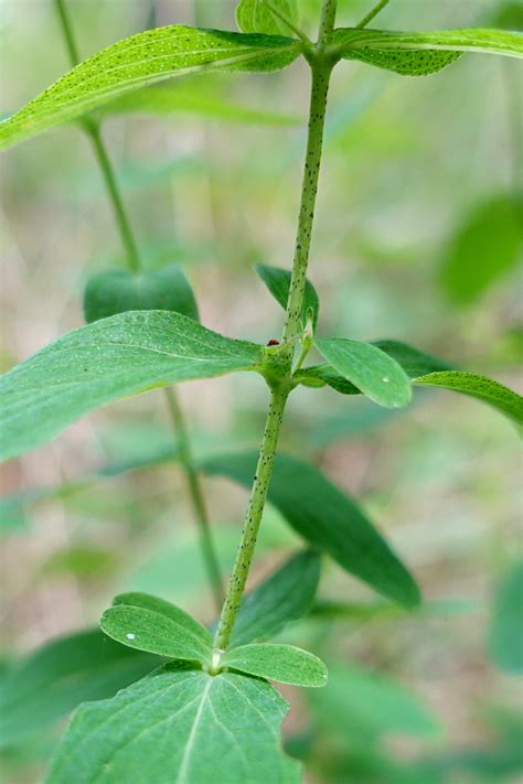 Hypericum Punctatum Spotted St Johns Wort Wildflowers Of The