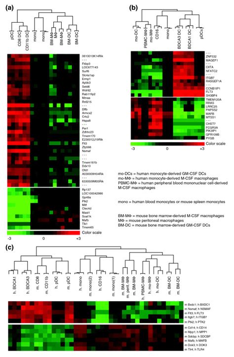 clustering of in vitro gm csf derived dcs with monocytes macrophages