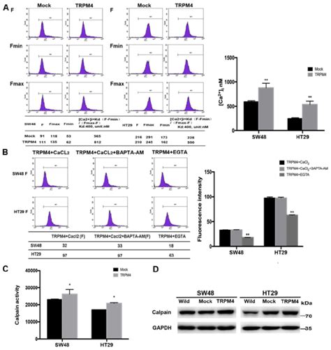 Efforts Of Ectopic TRPM4 Expression On The Level Of Cytosolic Calcium