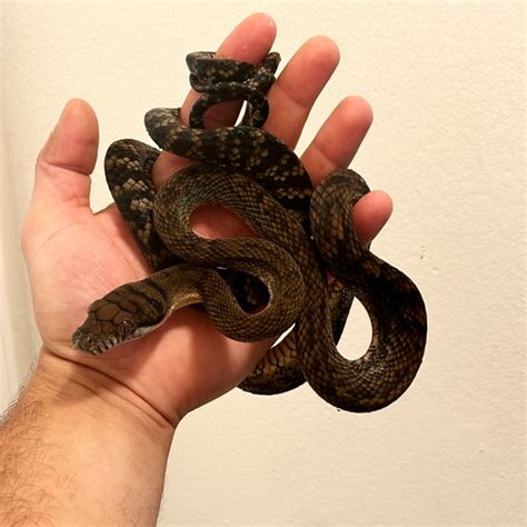 Wamena Barneck Python Scrub Python By Noah S Ark Reptiles