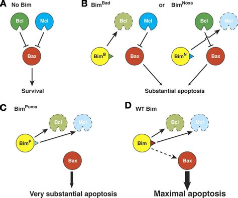 Model For The Initiation Of Apoptosis By Bim A In The Absence Of
