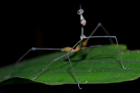 Real Monstrosities Stick Grasshopper