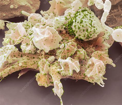 Sars Cov 2 Omicron Variant Sem Stock Image C0558605 Science