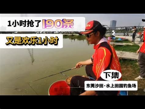 罗非炮坑欢乐1小时抢鱼190条没想到太阳一出瞬间停口游钓黑坑疯子 YouTube