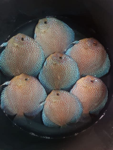 Yap Wen Wei Ozdiscus