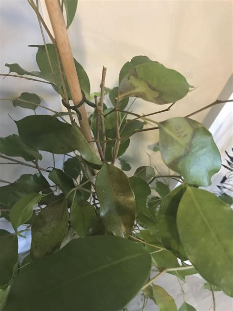 Sad Ficus Losing Leaves Leaf Discoloration Rplantclinic