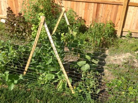 Garden Trellis DIY Danielle