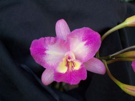 Ctna Capri Lea X C Skinneri Heiti Jacobs