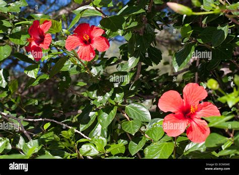Hibiscus Rose Mallow Chinese Hibiscus China Rose Hibiscus Rosa Sinensis Hibiscus Rosa